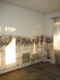 Mold Myths, Busted | Mold Removal | Mold Remediation